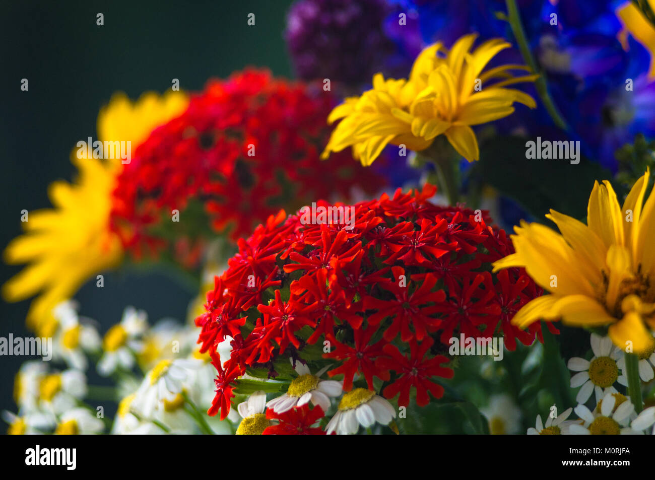 a colorful bouquet of bright spring flowers of various types, close-up ...