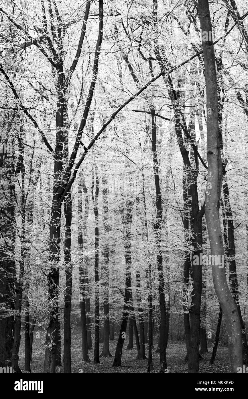 Gloomy winter forest landscape Black and White Stock Photos & Images ...