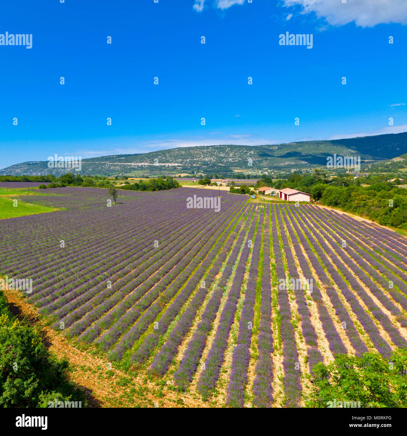 Aerial view lavender field in hi-res stock photography and images - Alamy