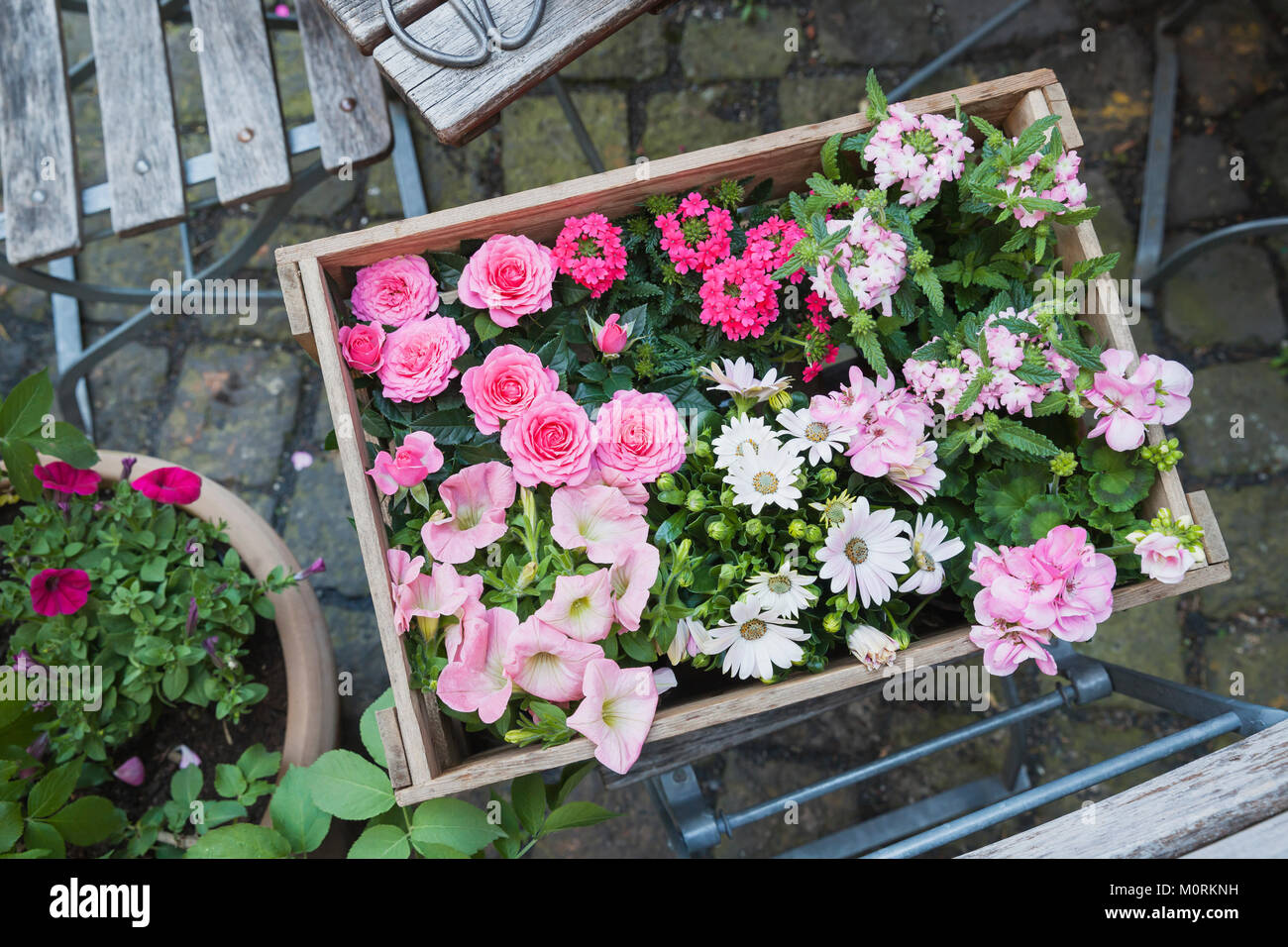 Box rose various flowers hi-res stock photography and images - Alamy