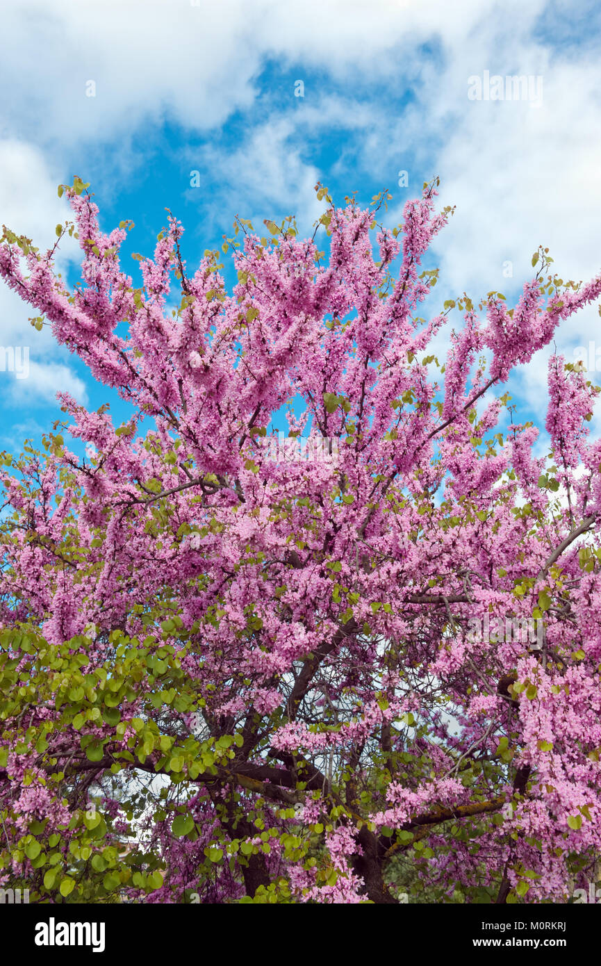 Legendary flowering Judas Tree against blue sky Stock Photo - Alamy