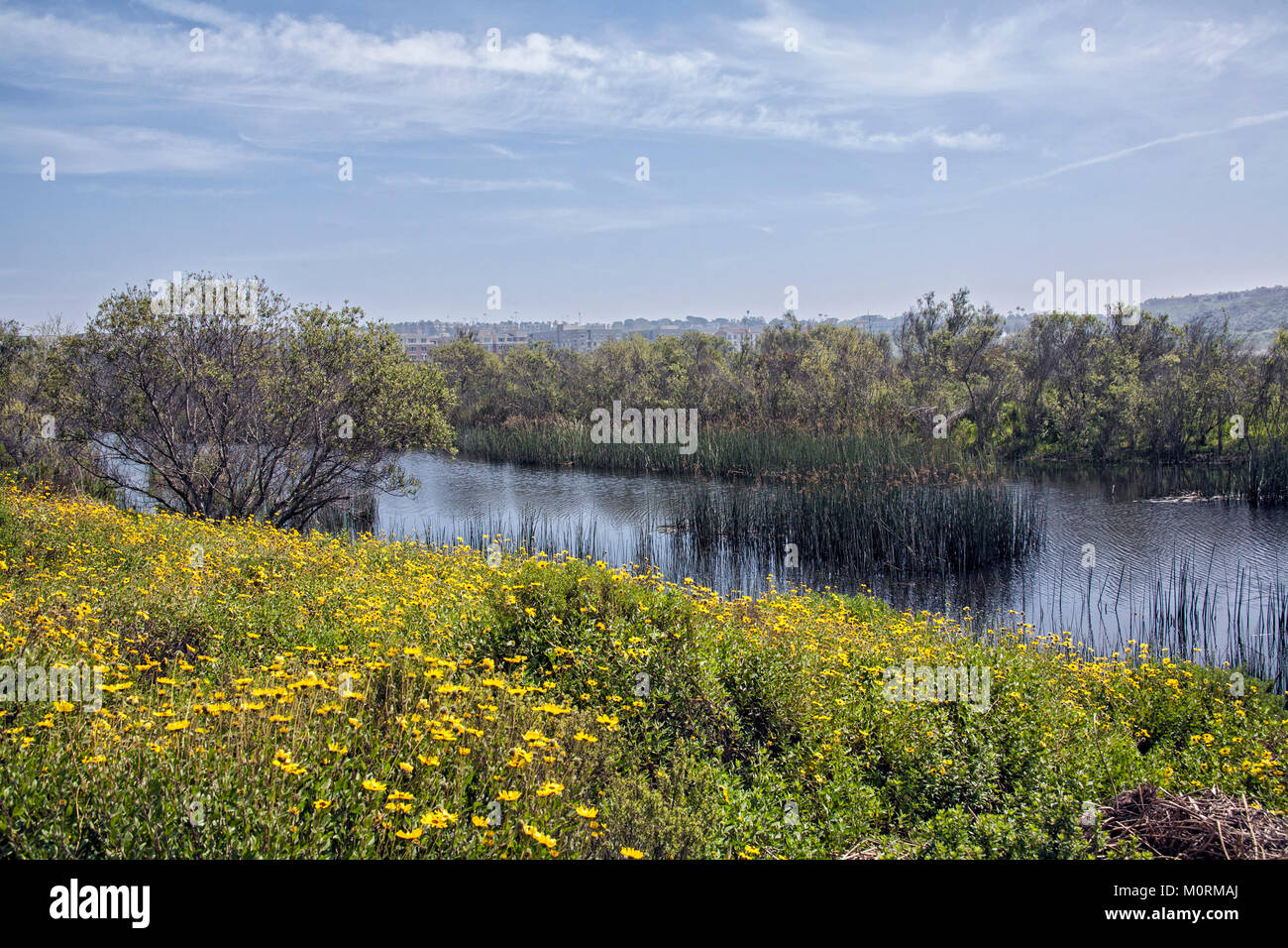 Wildflowers in Ballona Wetlands, Playa Del Rey, Los Angeles, California ...