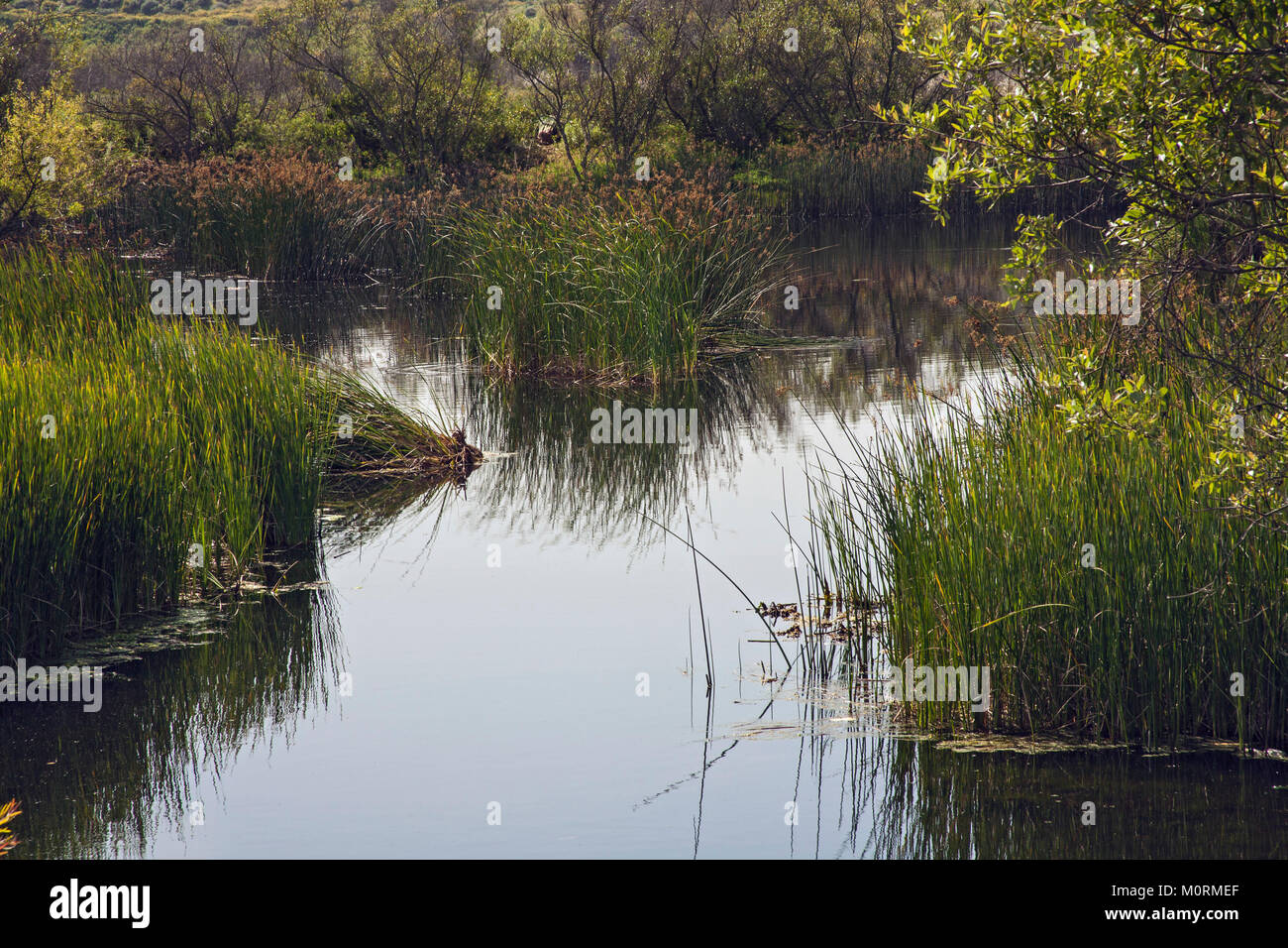 Ballona Wetlands, Playa Vista, Los Angeles, California, USA Stock Photo ...