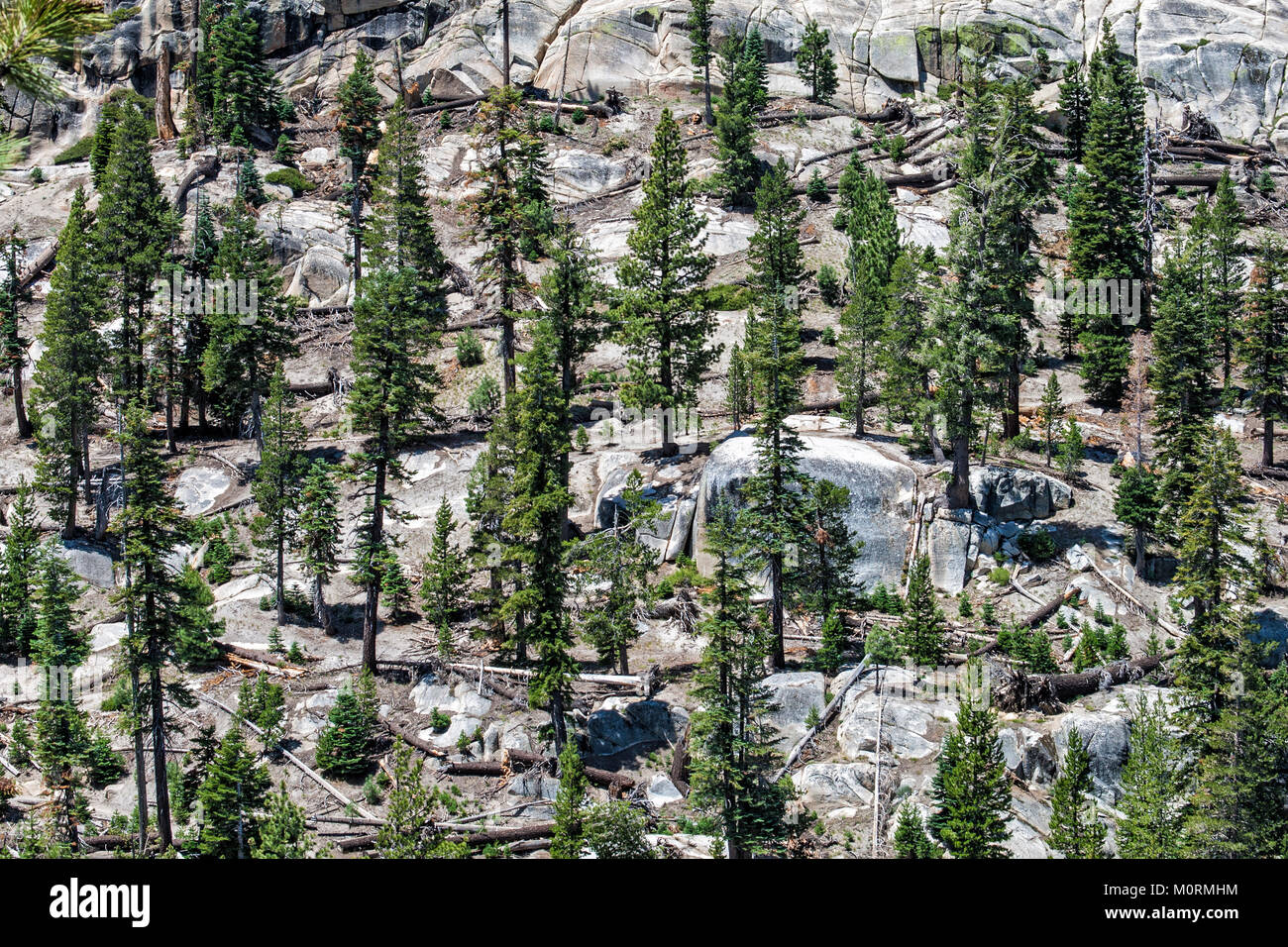 Rocks and Evergreens at Devils Postpile National Monument, Inyo ...