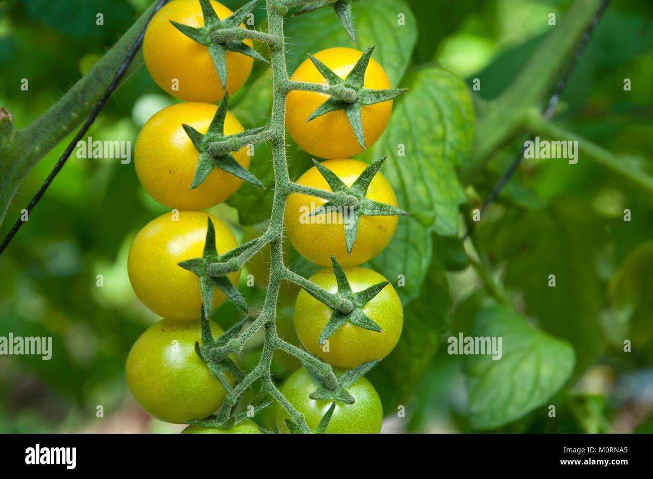 Trailing tomato hi-res stock photography and images - Alamy
