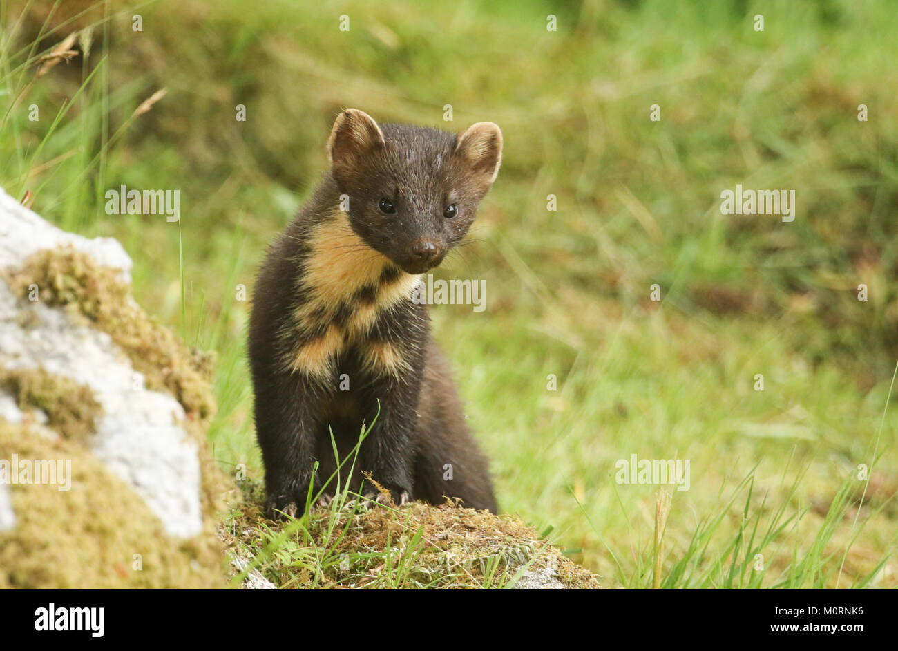 Scottish weasel hi-res stock photography and images - Alamy