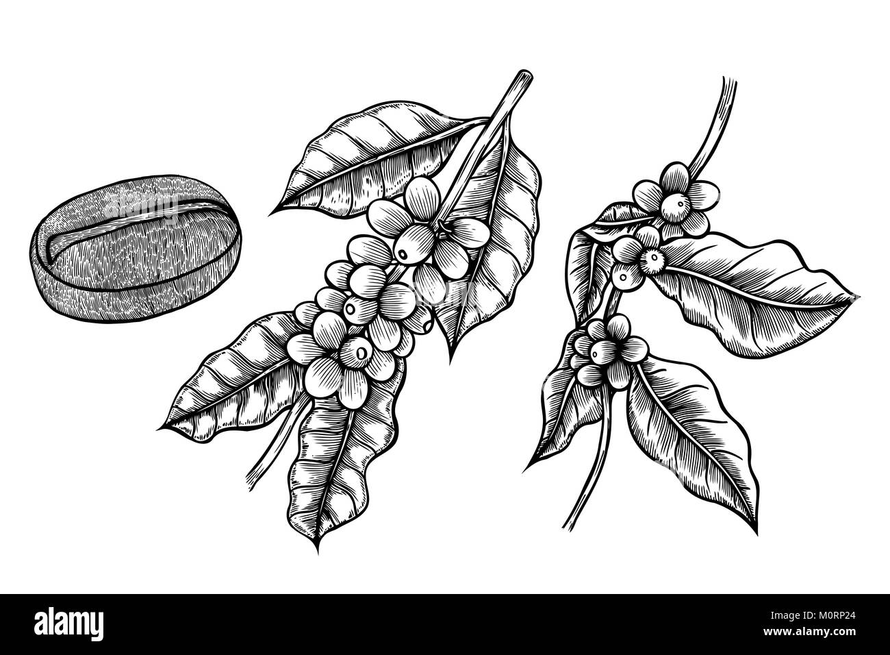 Coffee branch. Plant with leaf, berry, fruit, seed. Natural caffeine ...