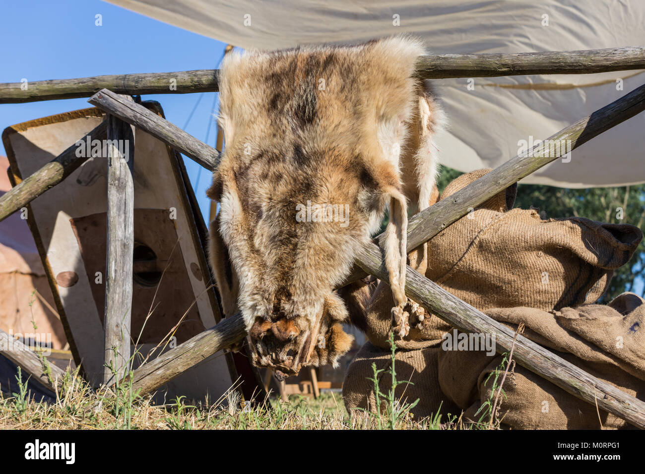 Wolf skin hi-res stock photography and images - Alamy