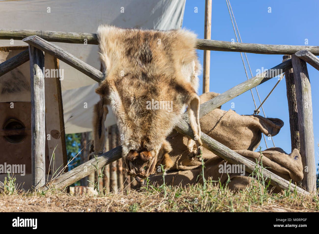 Wolf skin hi-res stock photography and images - Alamy