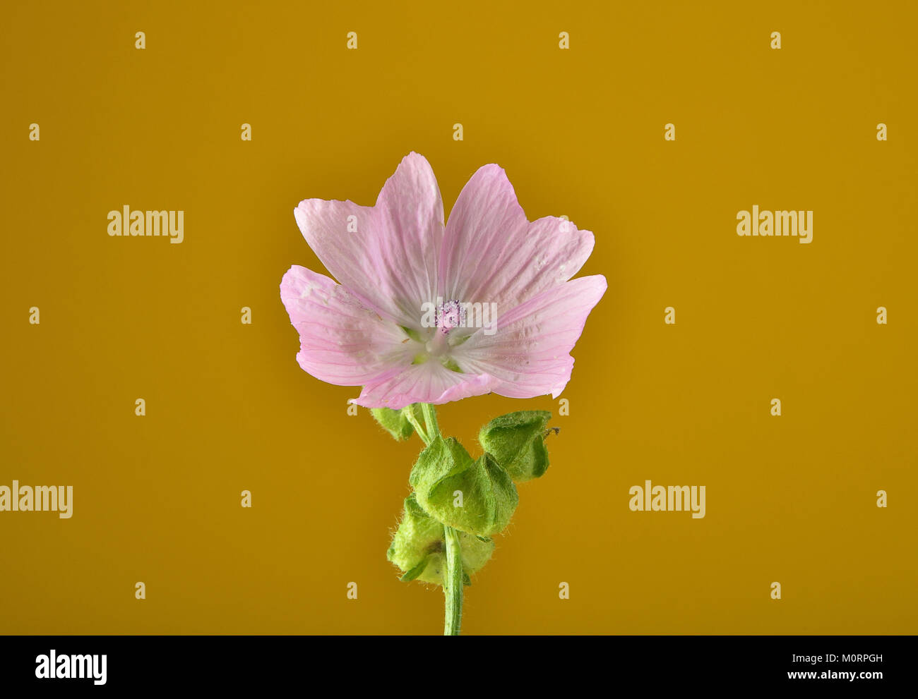 Musk mallow on yellow background Stock Photo - Alamy