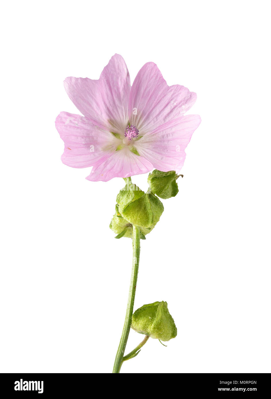 Musk mallow on white hi-res stock photography and images - Alamy