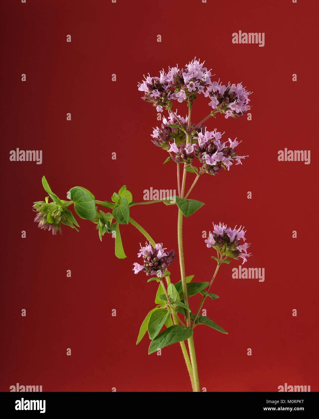 Oregano on red background Stock Photo - Alamy