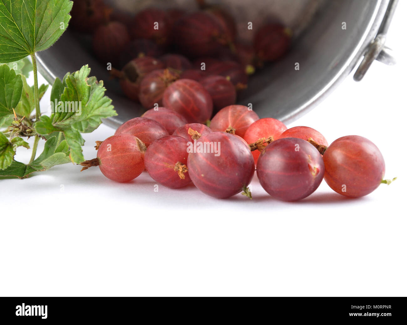 Gooseberry with twig and tin bucket Stock Photo - Alamy