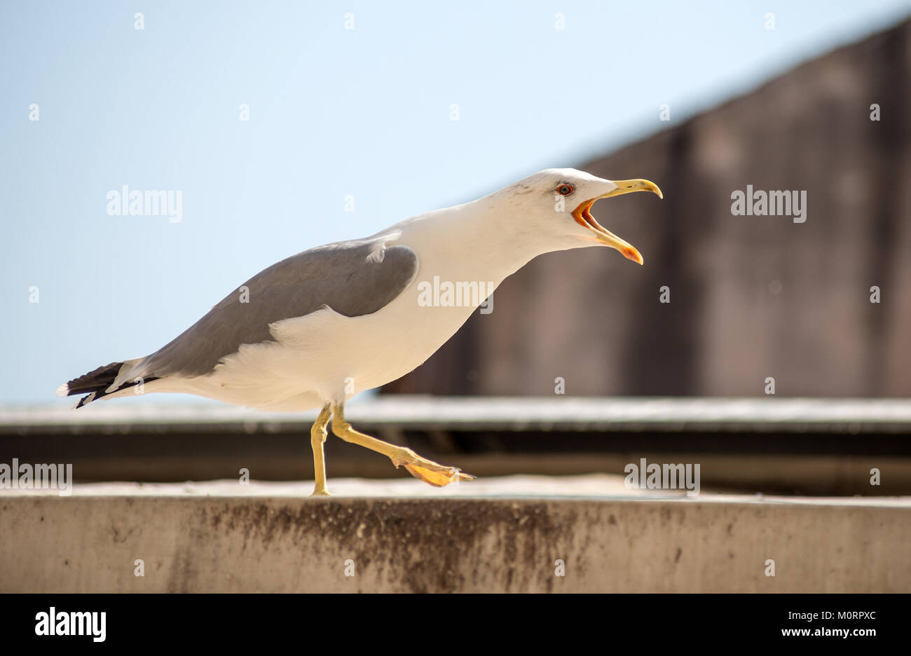 Seagull portrait hi-res stock photography and images - Alamy