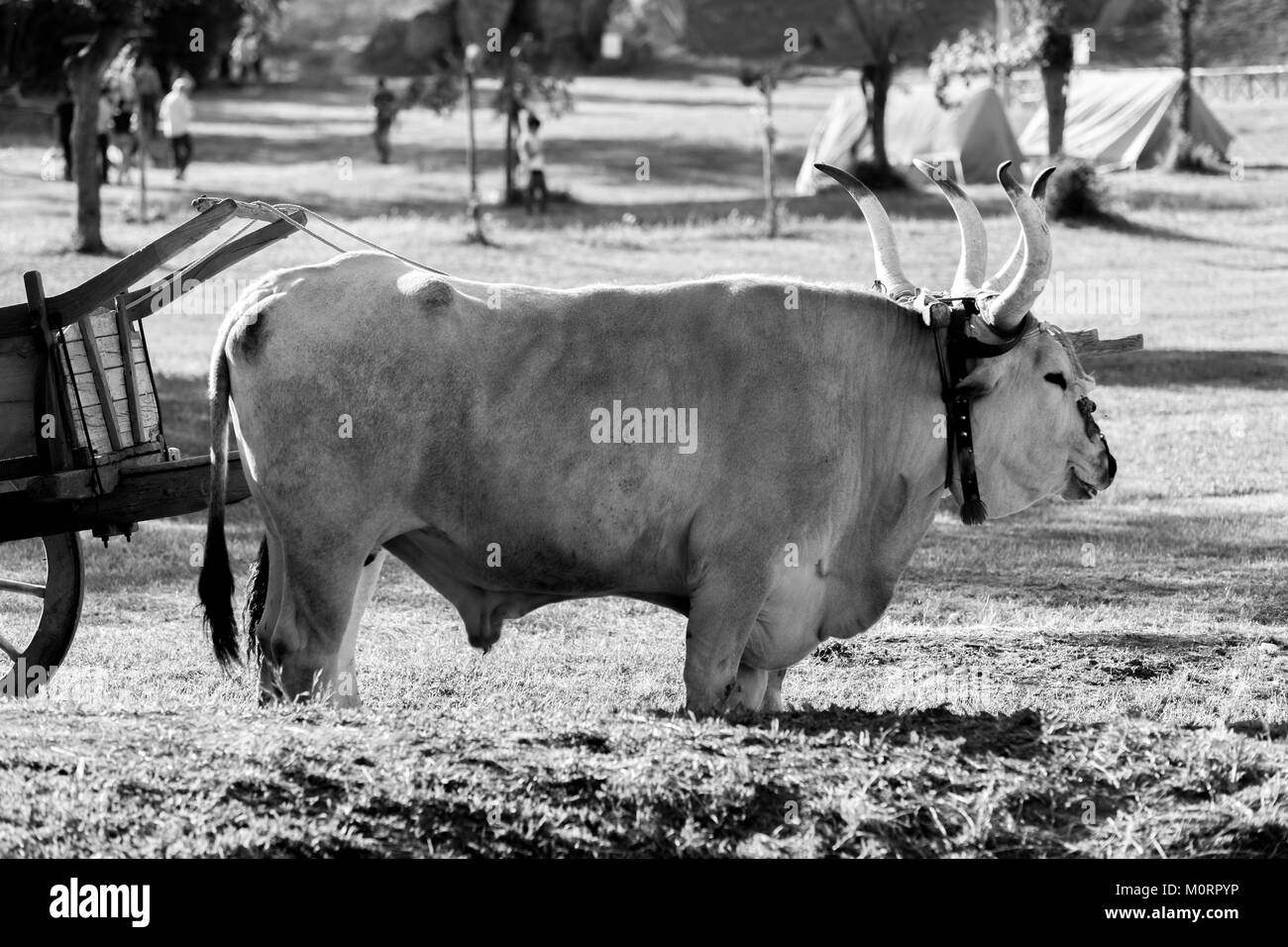 Profile of a bull hooked with ropes to a cart Stock Photo - Alamy