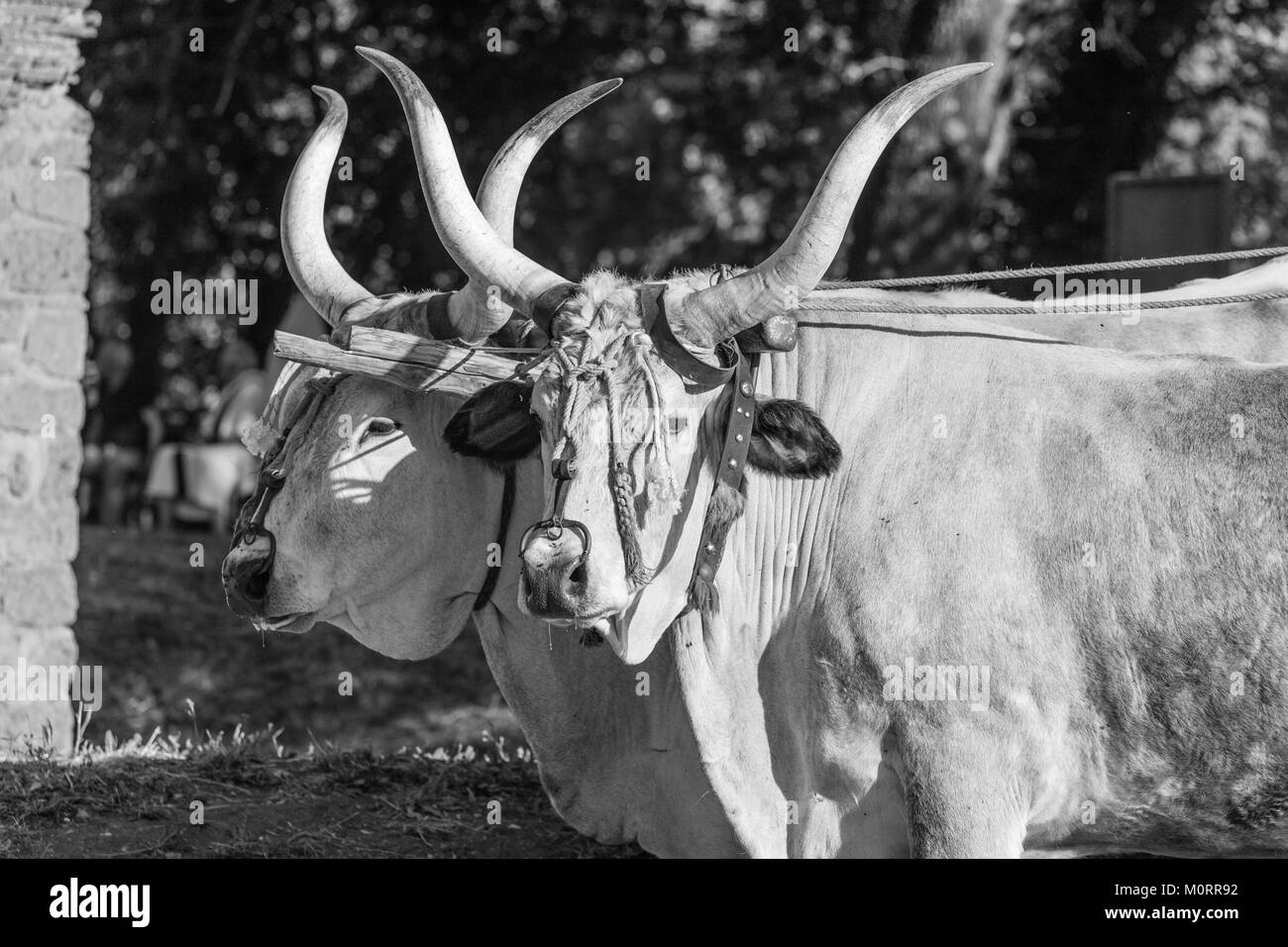 Bull ring nose horns Black and White Stock Photos & Images - Alamy