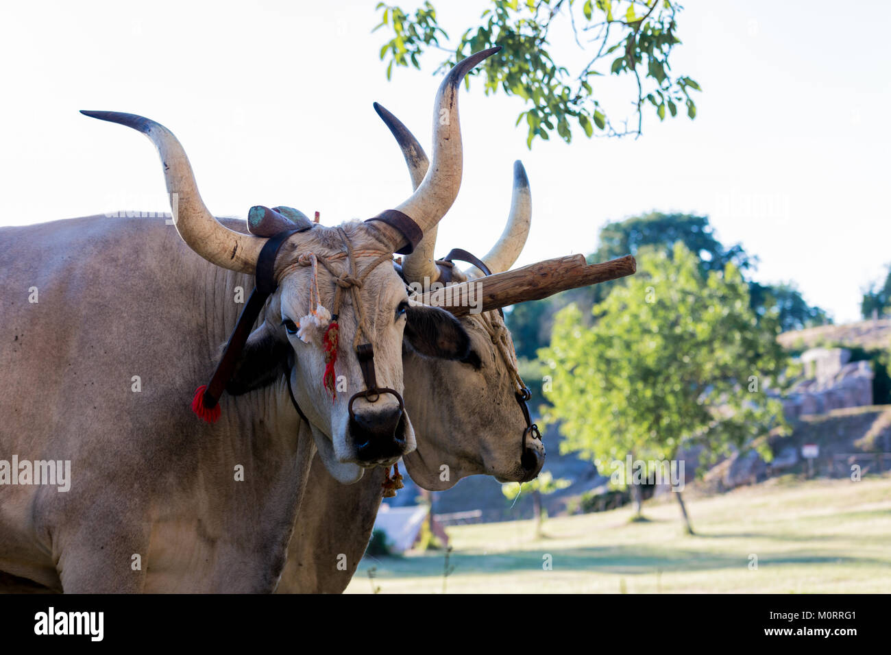 Beautiful bulls with long horns, nose ring tied with ropes and ...
