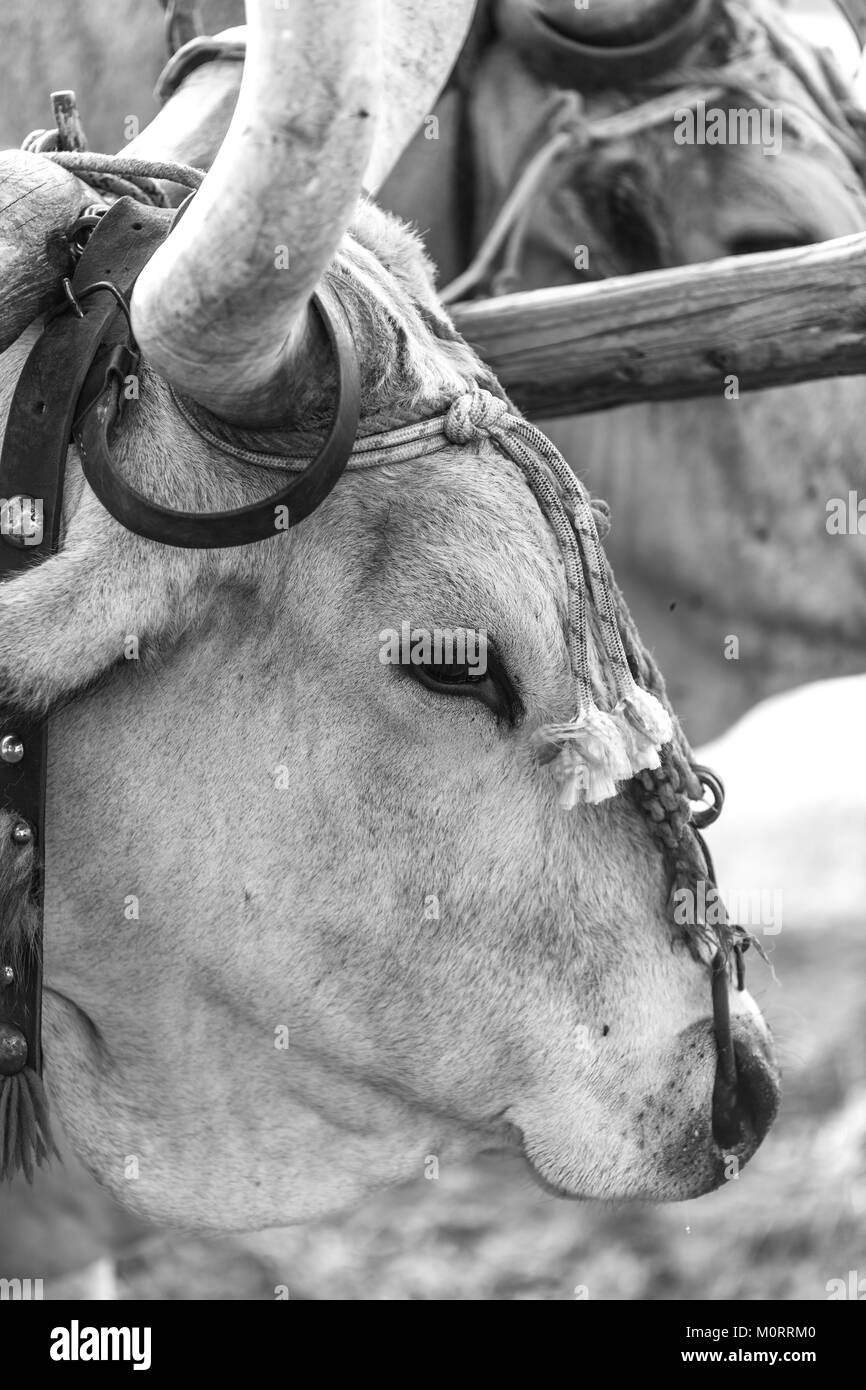 Bull ring nose horns Black and White Stock Photos & Images - Alamy