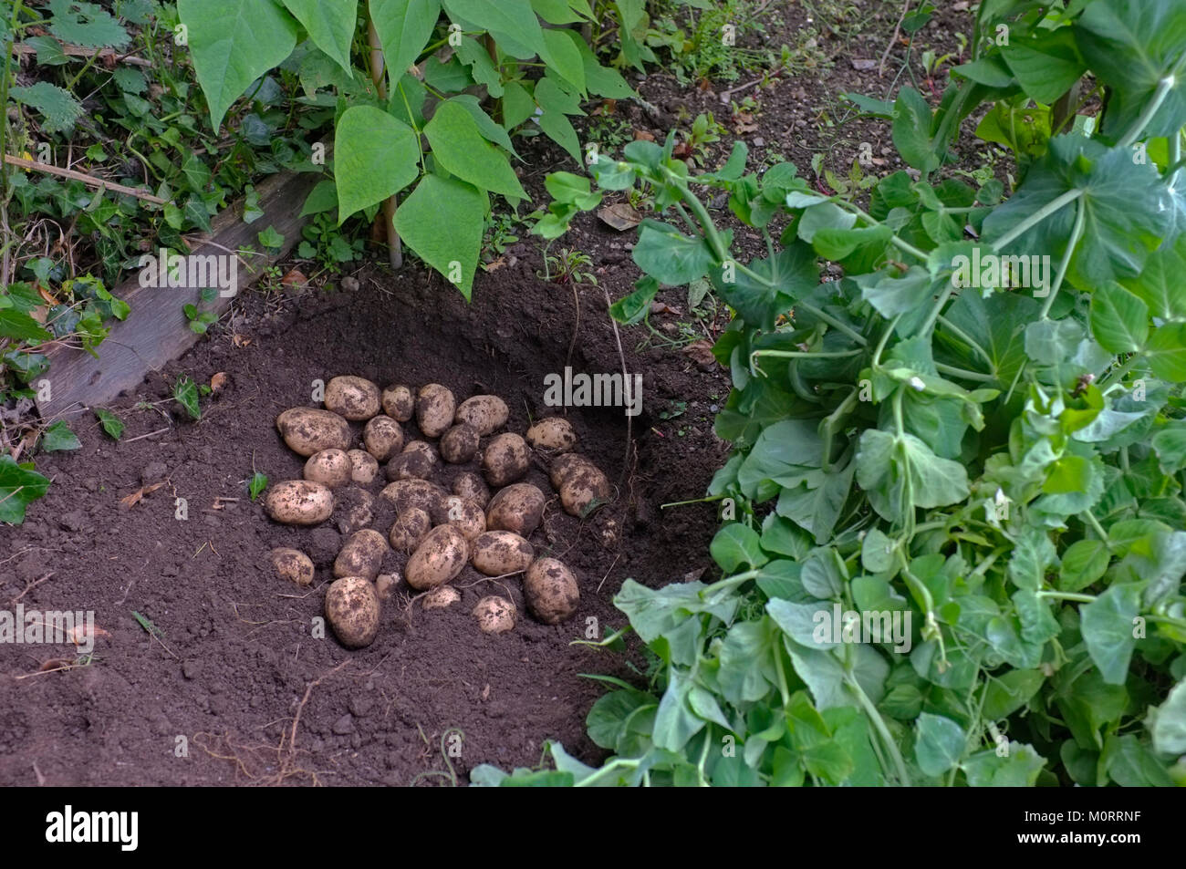 Covered up hi-res stock photography and images - Alamy