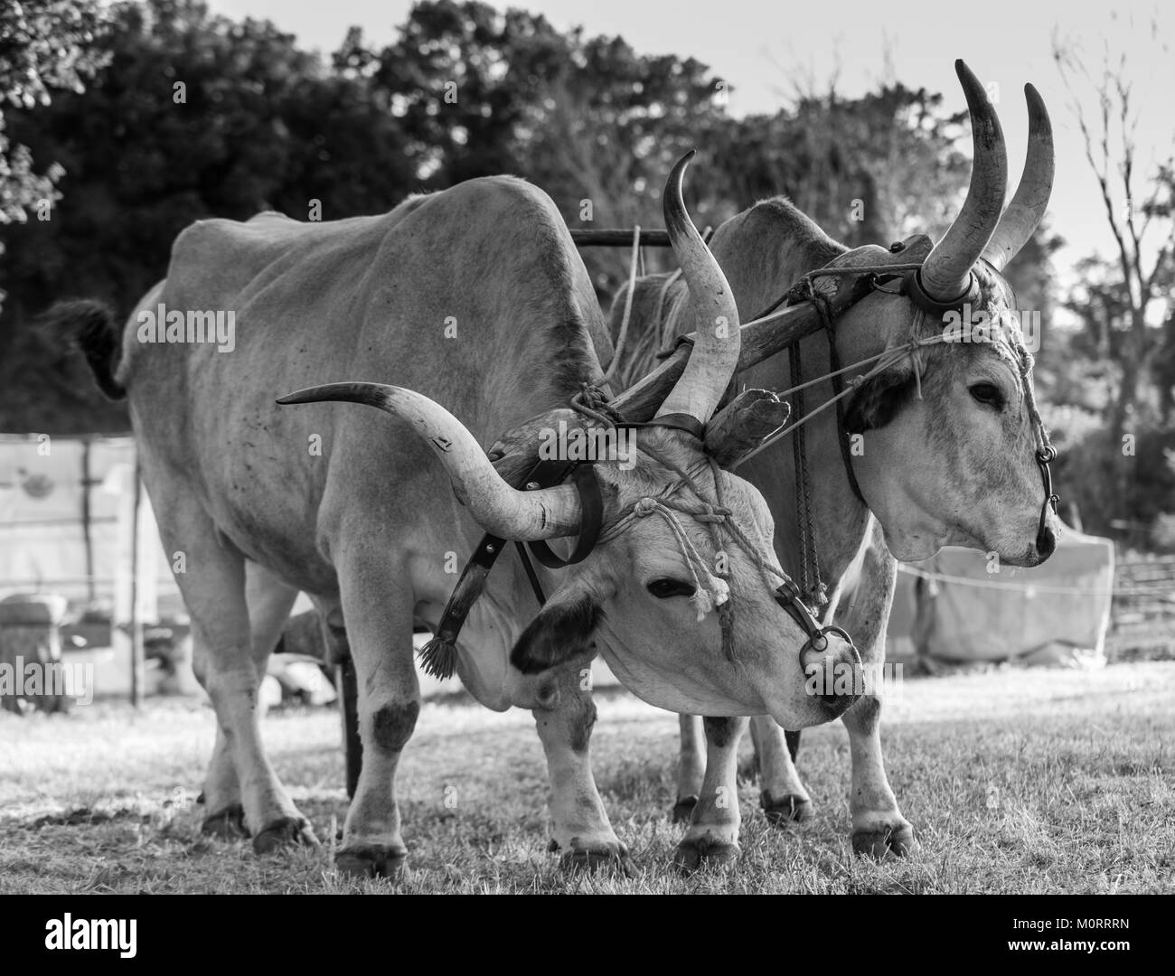 Cattle ring with cattle Black and White Stock Photos & Images - Alamy