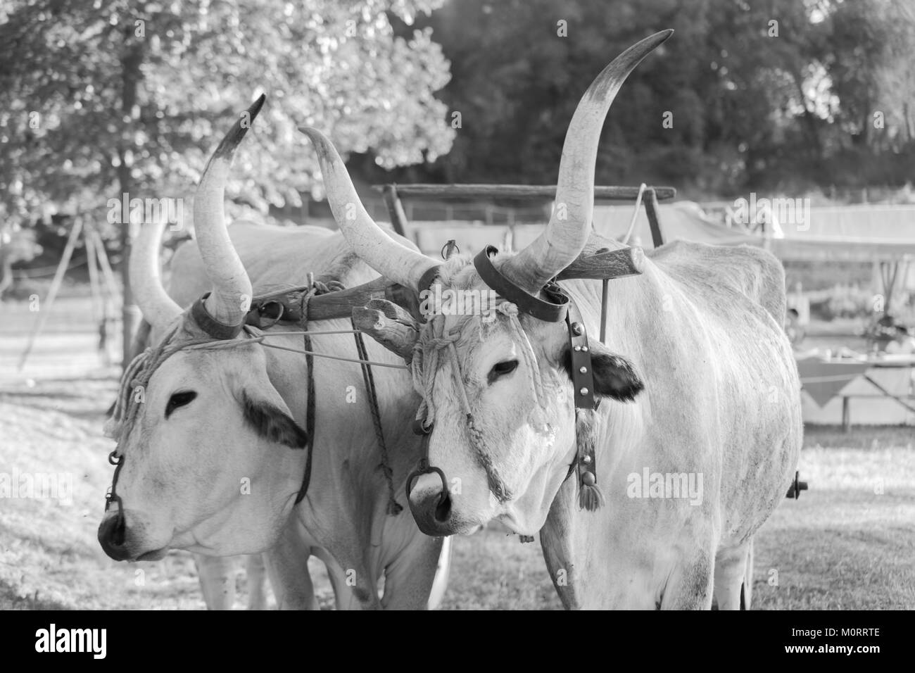 Cattle ring with cattle Black and White Stock Photos & Images - Alamy