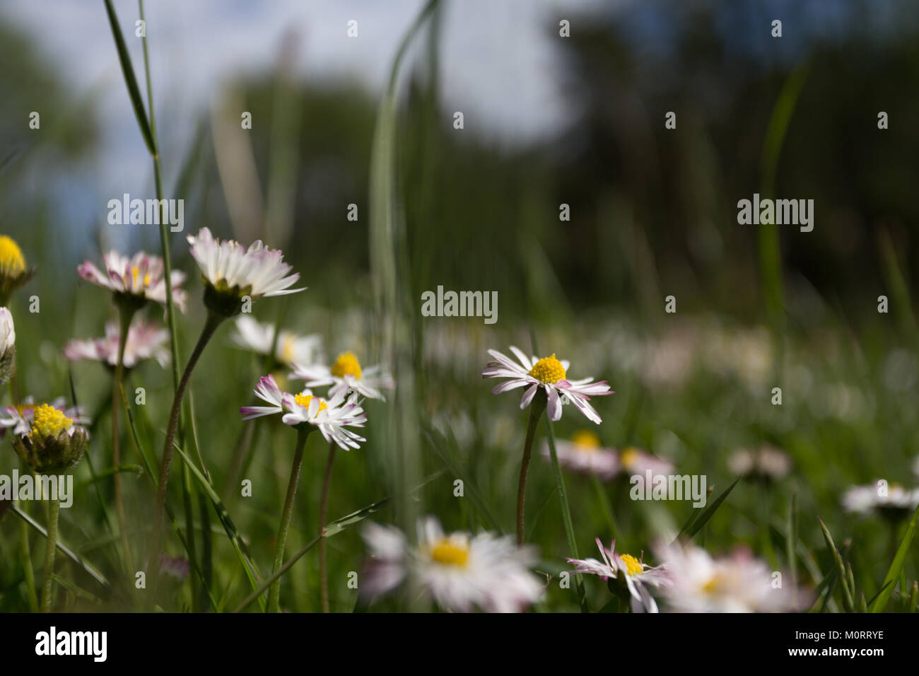 Spring is up! Stock Photo - Alamy