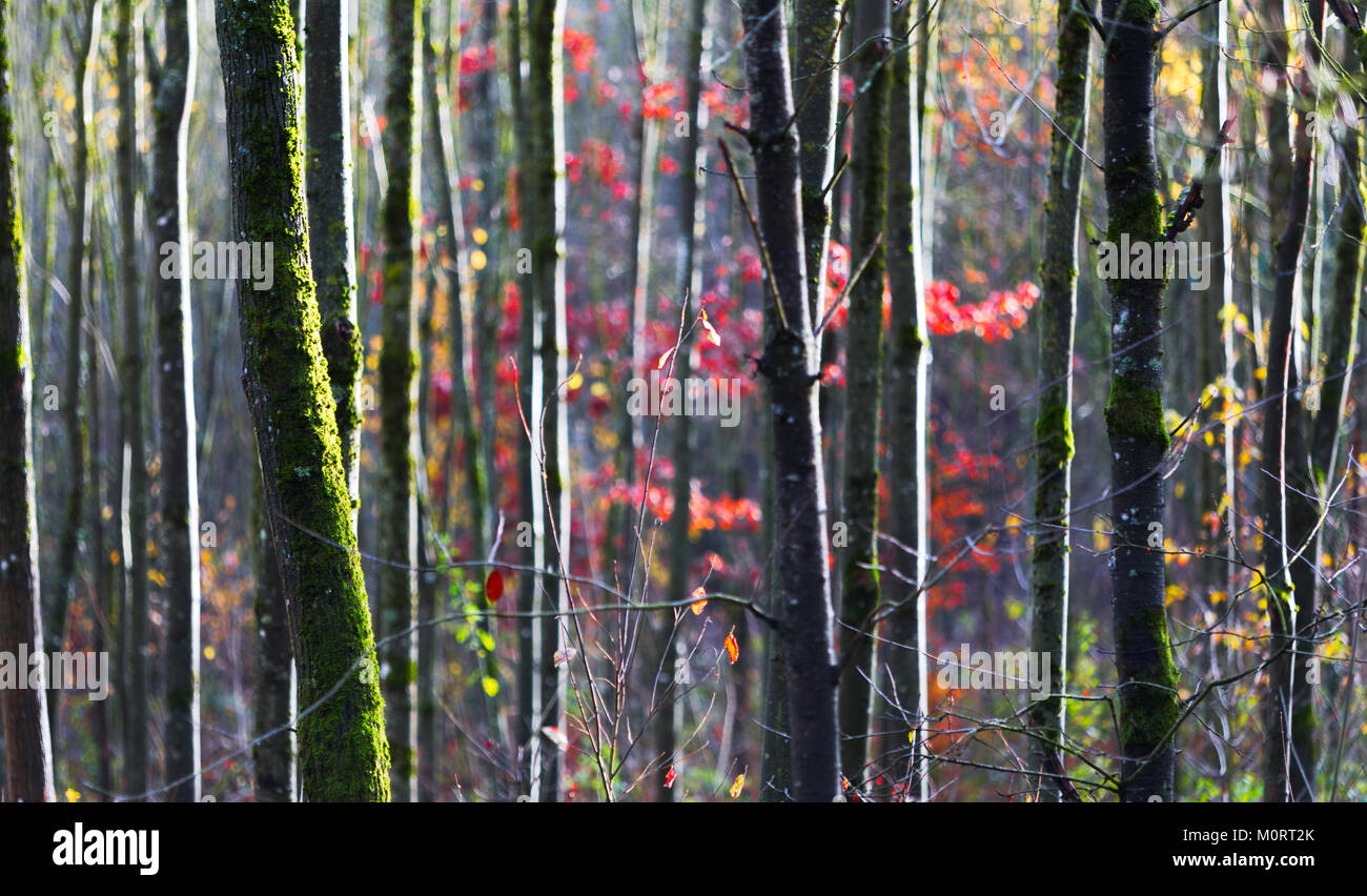 Colourful forest hi-res stock photography and images - Alamy