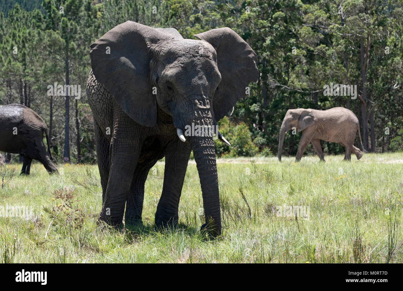 Knysna Western Cape South Afrtica. Circa 2017. Young male elephant with ...