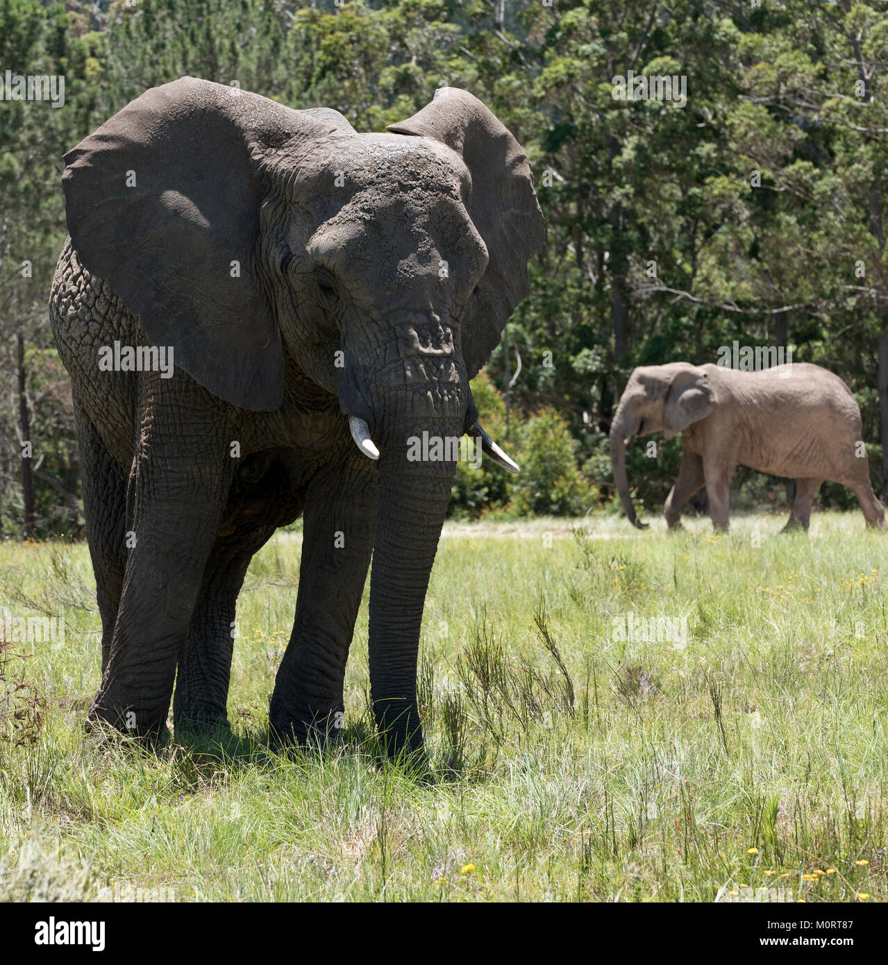 Knysna Western Cape South Afrtica. Circa 2017. Young male elephant with ...