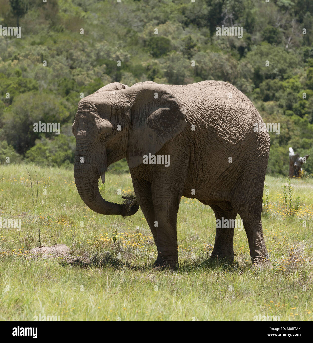 Knysna Western Cape South Afrtica. Circa 2017. Young male elephant ...