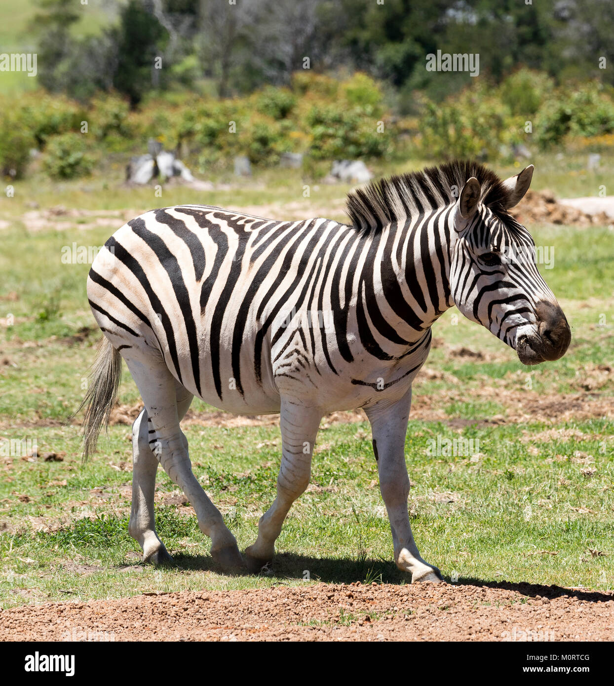 Knysna Western Cape South Africa. Circa 2017. A Birchell's Zebra ...