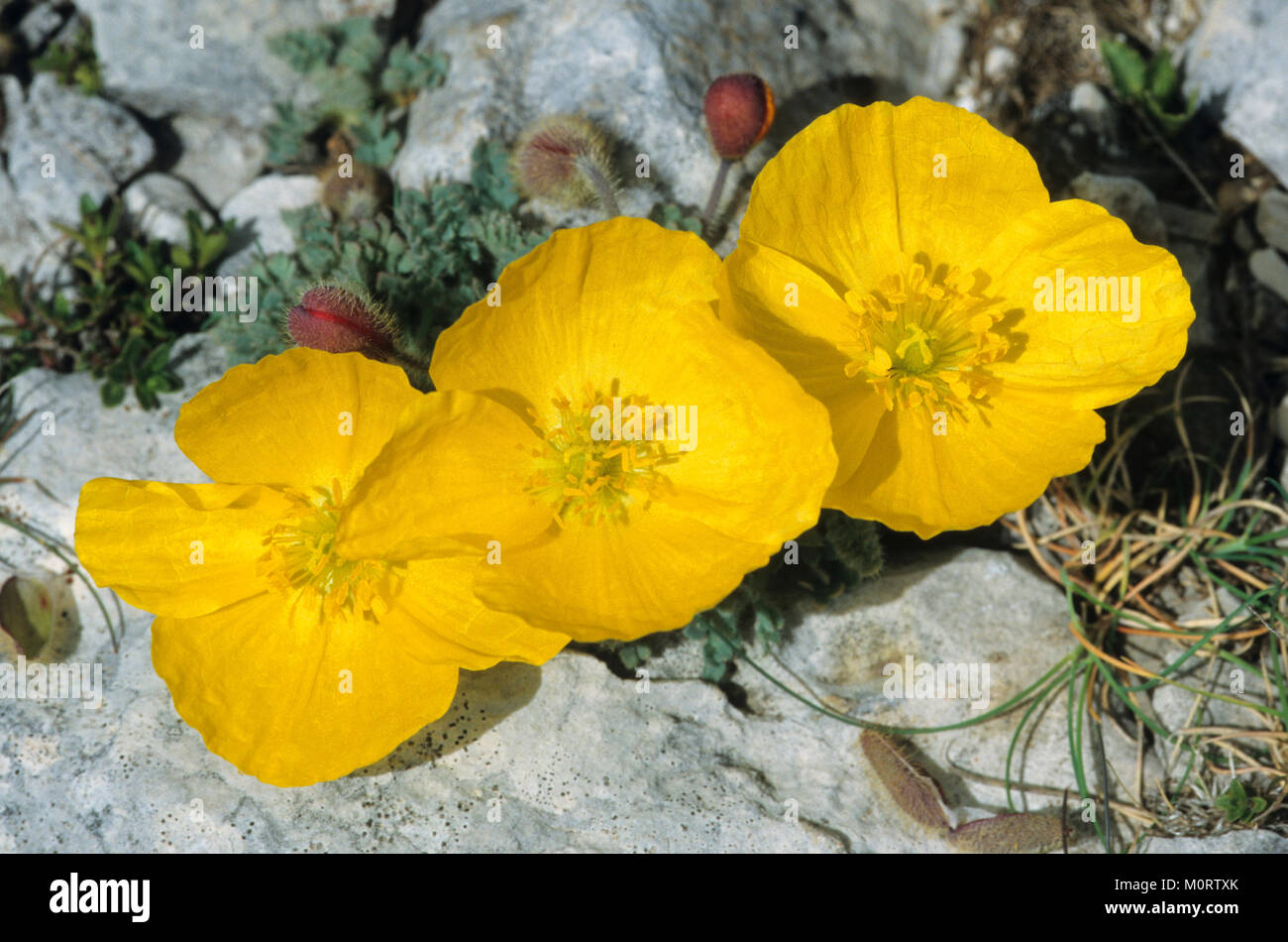 Yellow Alpine Poppy, Provence, Southern France / (Papaver rhaeticum ...