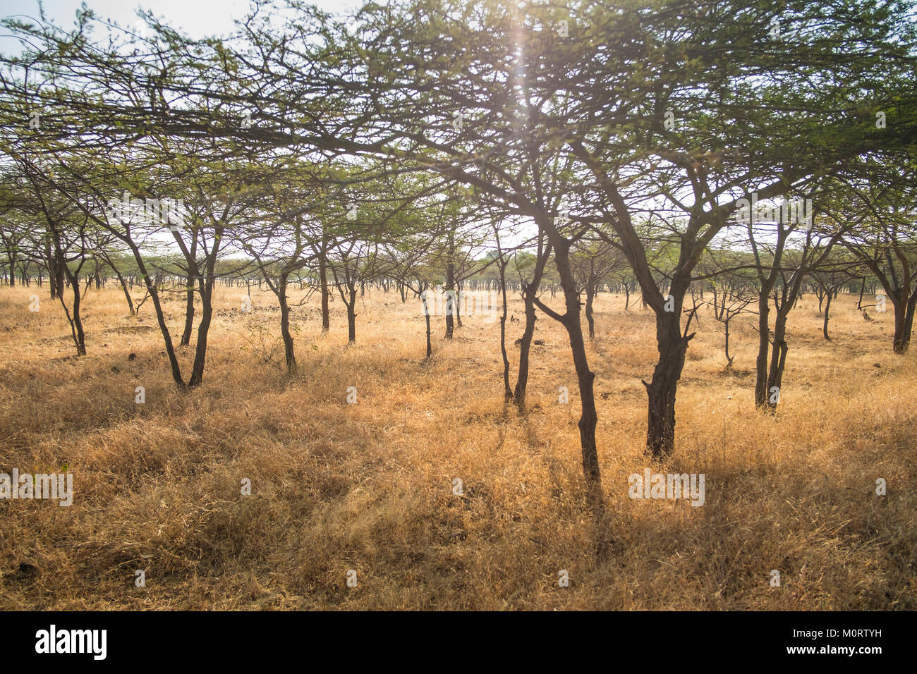 The beautiful grassland forest of Mayureshwar Wildlife Sanctuary near ...