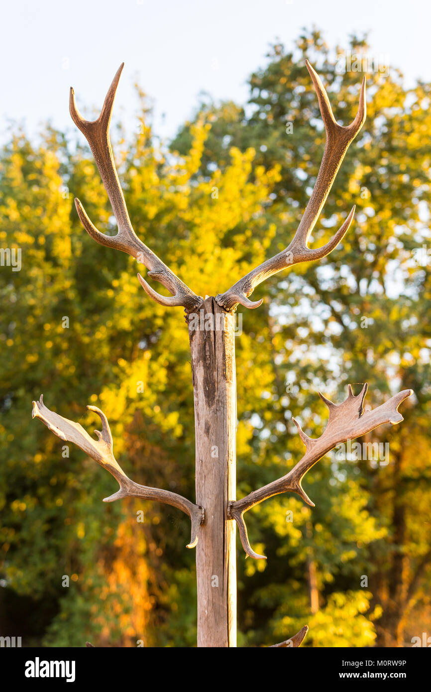 Beautifull Horns of a deer stuck on a wooden pole Stock Photo - Alamy