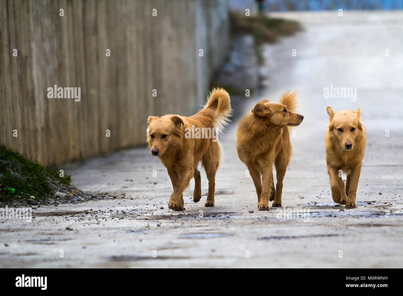 Three yellow dogs pet with puffy tails outdoors Stock Photo - Alamy