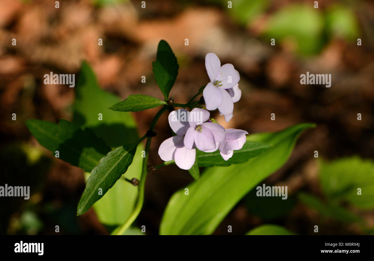 Bulbifera hi-res stock photography and images - Alamy