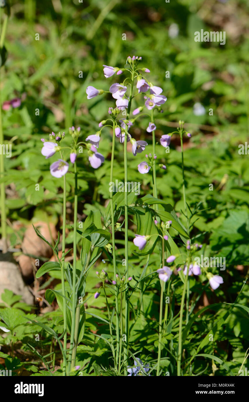 Cardamine pratensis, also known as cuckooflower or lady's smock, is a ...