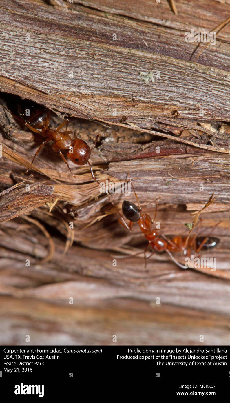 The Carpenter Ant, scientifically named *Camponotus sayi*, belongs to ...