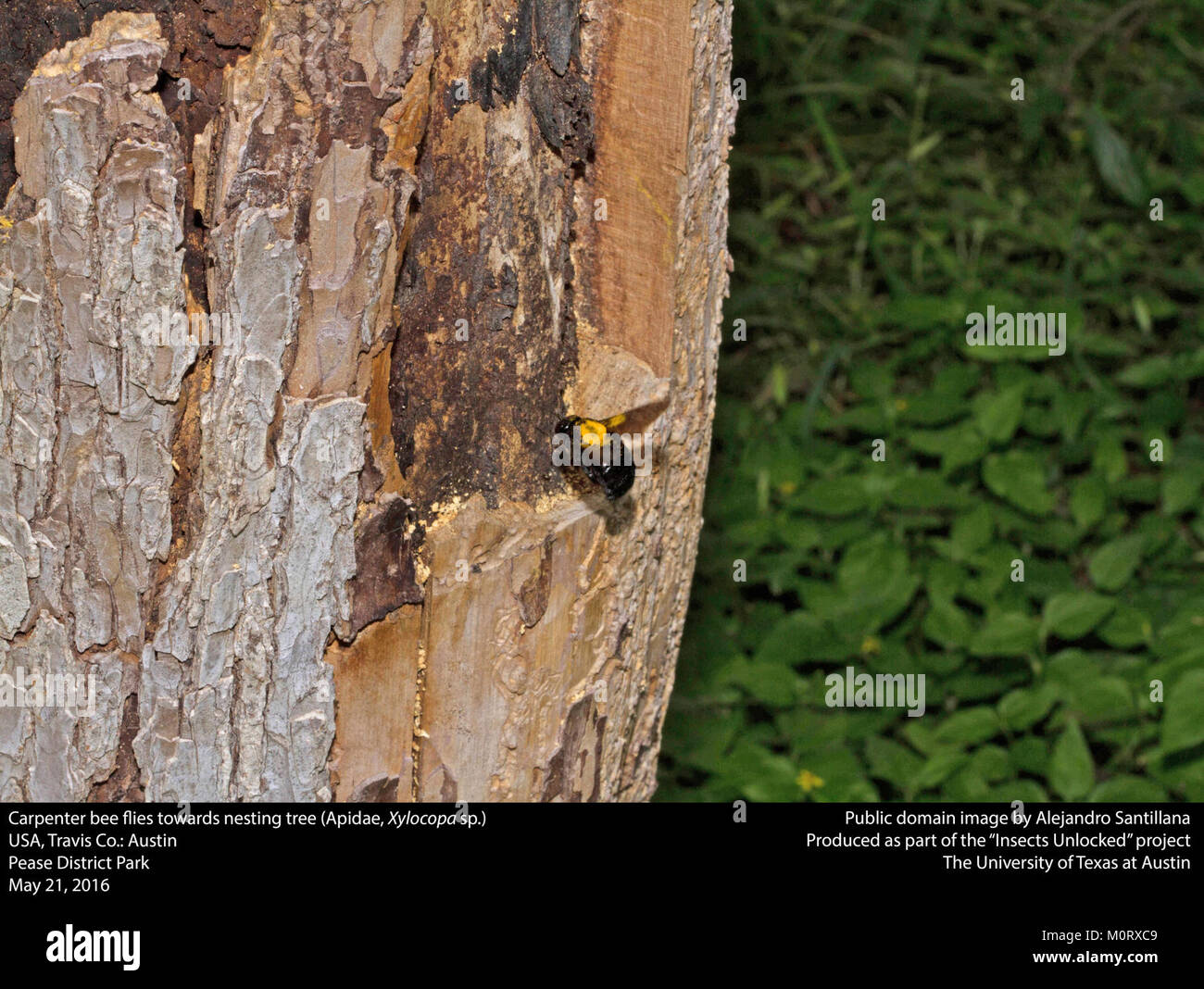 Carpenter bee xylocopa sp hi-res stock photography and images - Alamy