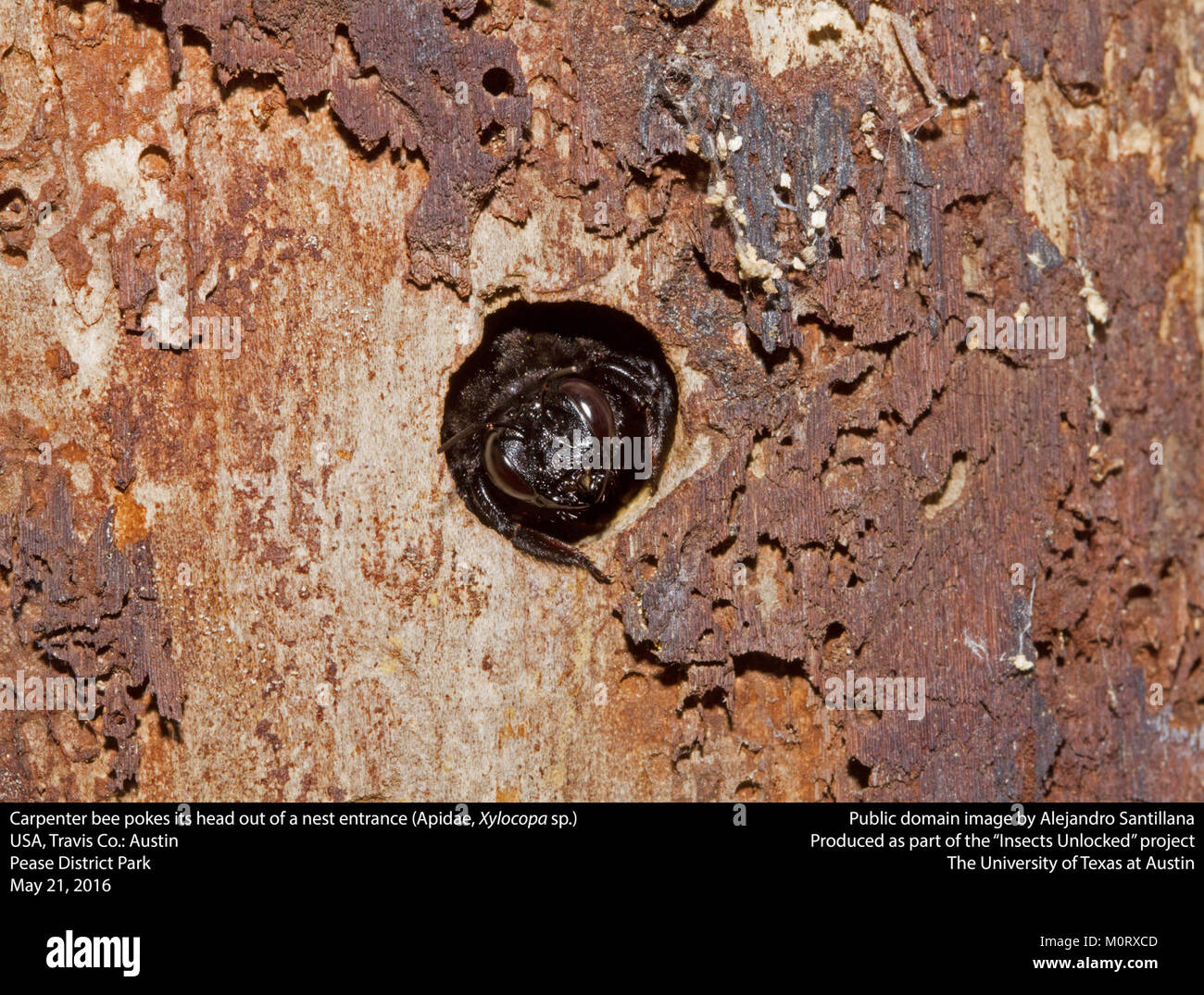 Carpenter bees (Xylocopa sp.) are large, solitary bees known for ...