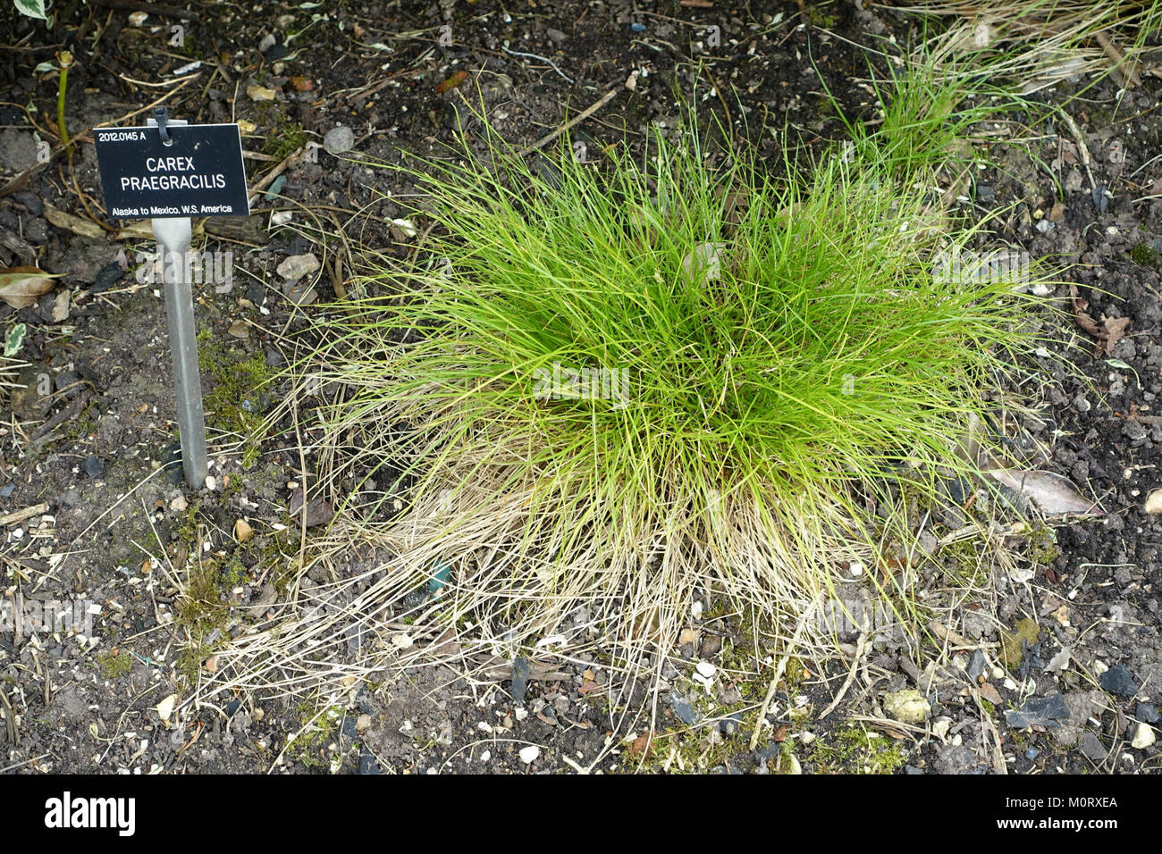 Carex praegracilis, a species of sedge, photographed in Hillier Gardens ...