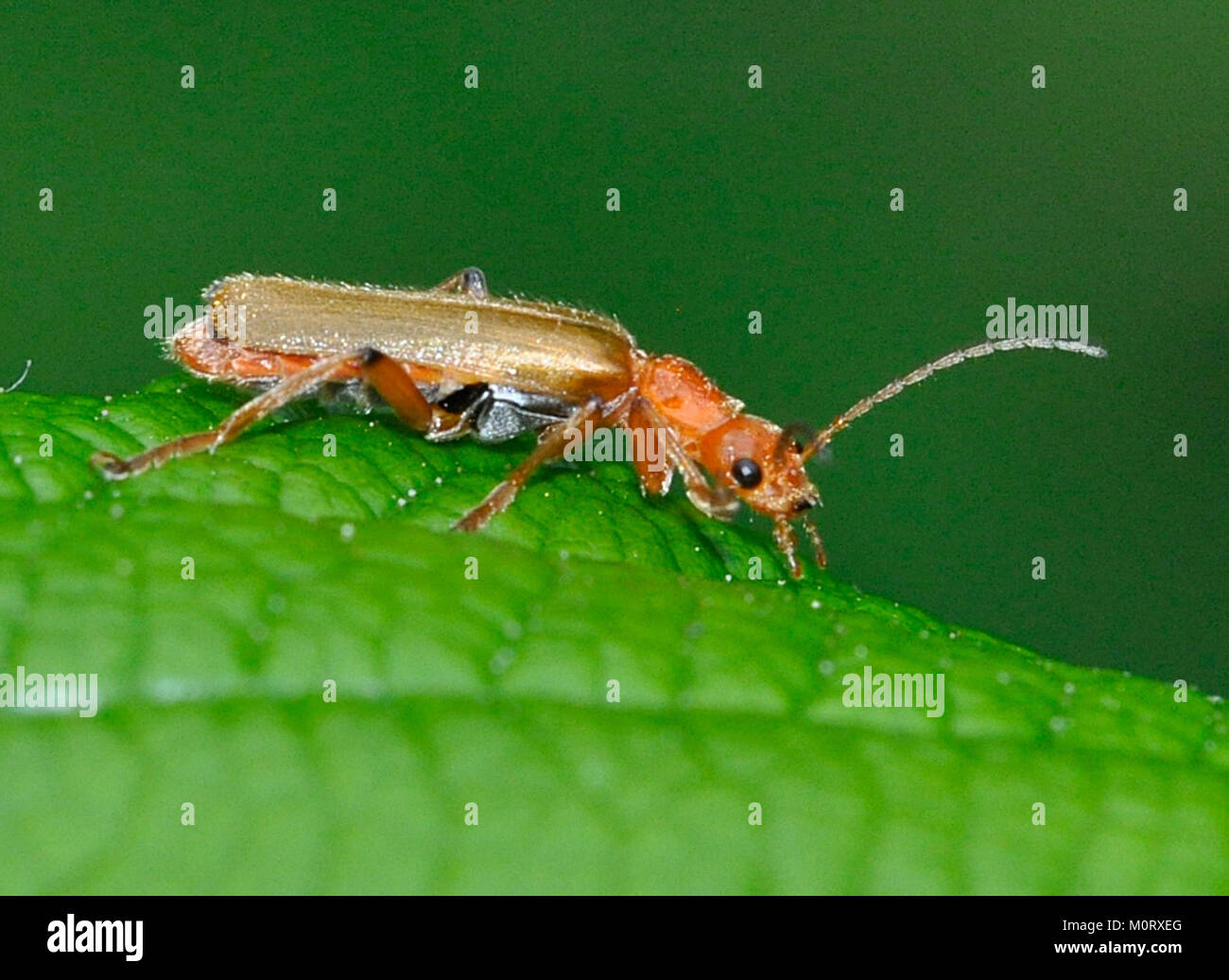 Cantharis cryptica is a species of beetle in the family Cantharidae ...