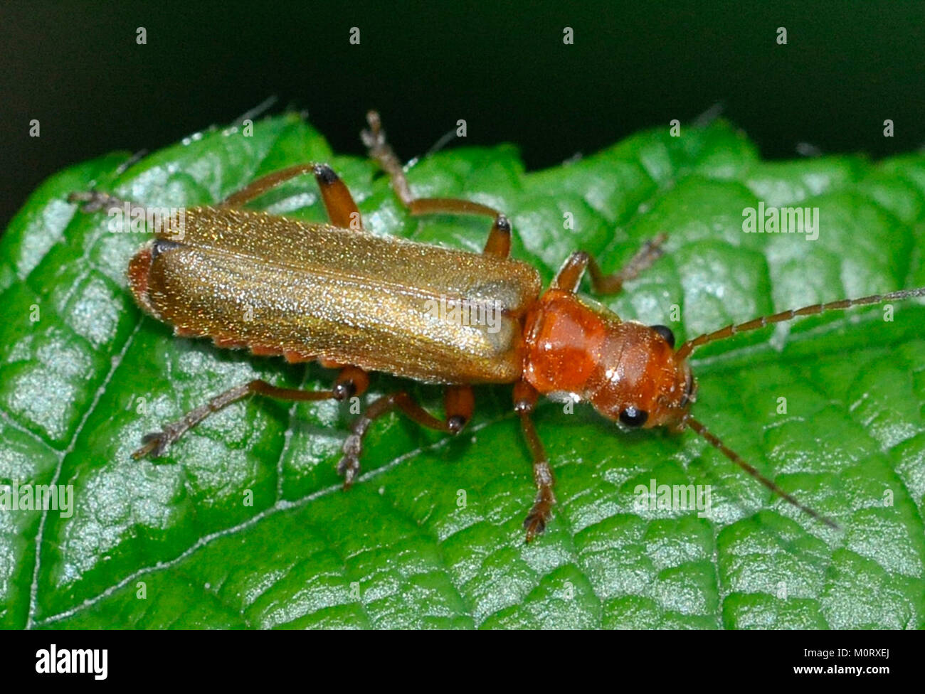 Cryptica hi-res stock photography and images - Alamy