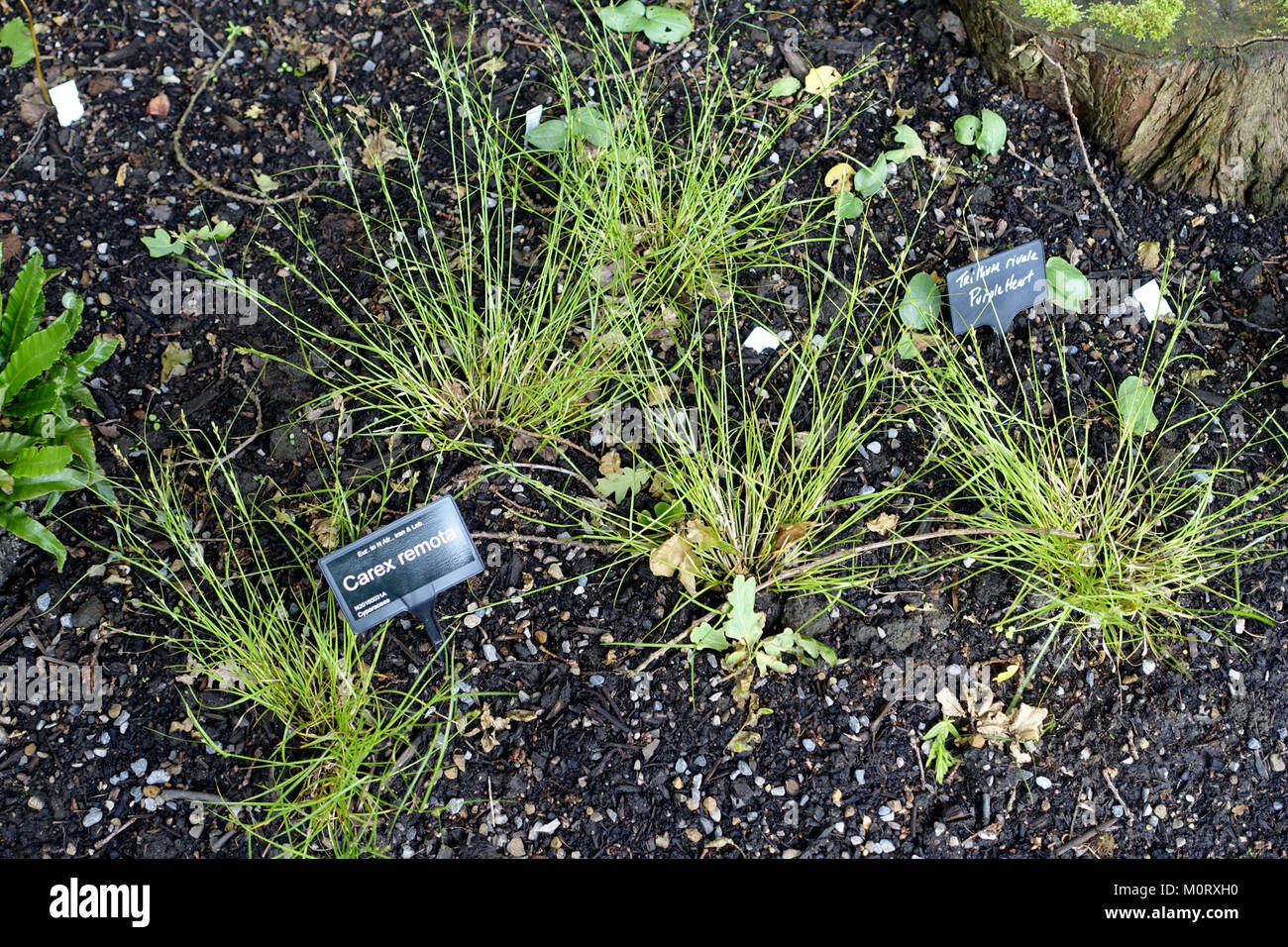Carex remota, a species of sedge, is pictured at the RHS Garden Harlow ...