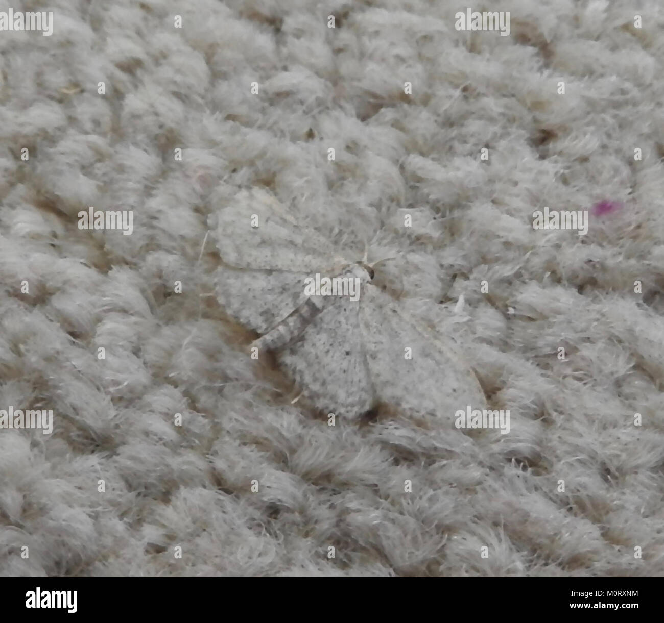 A photograph of a carpet moth, an insect known for damaging textiles ...