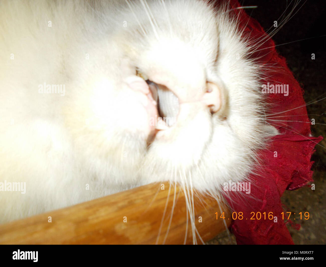 This image shows a cat with a missing canine tooth. The condition may ...