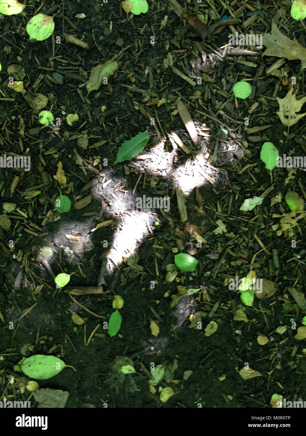 Cardiff Woods Park is a public green space in Cardiff, offering natural ...