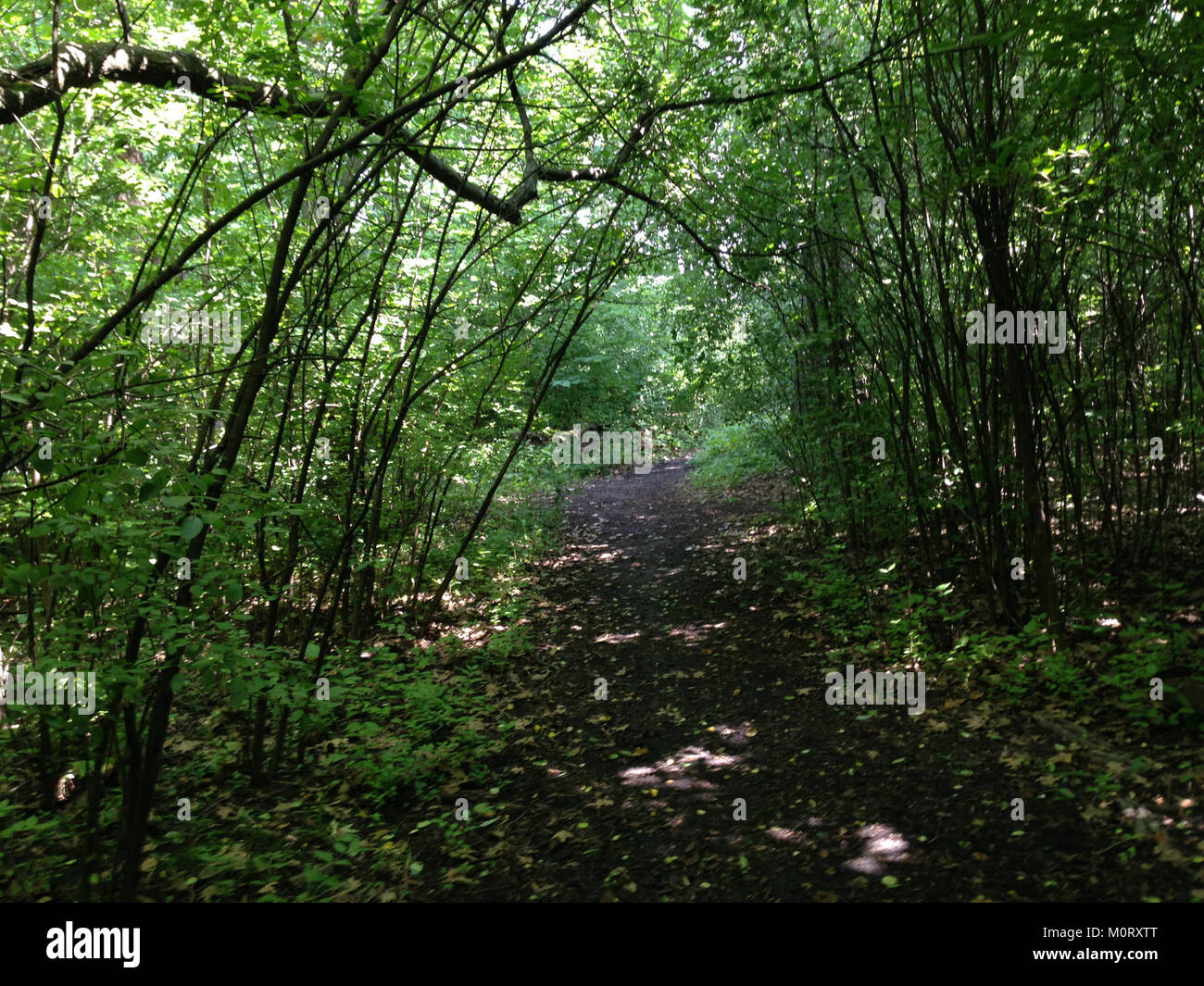 A scenic photograph of Cardiff Woods Park, showcasing its lush greenery ...