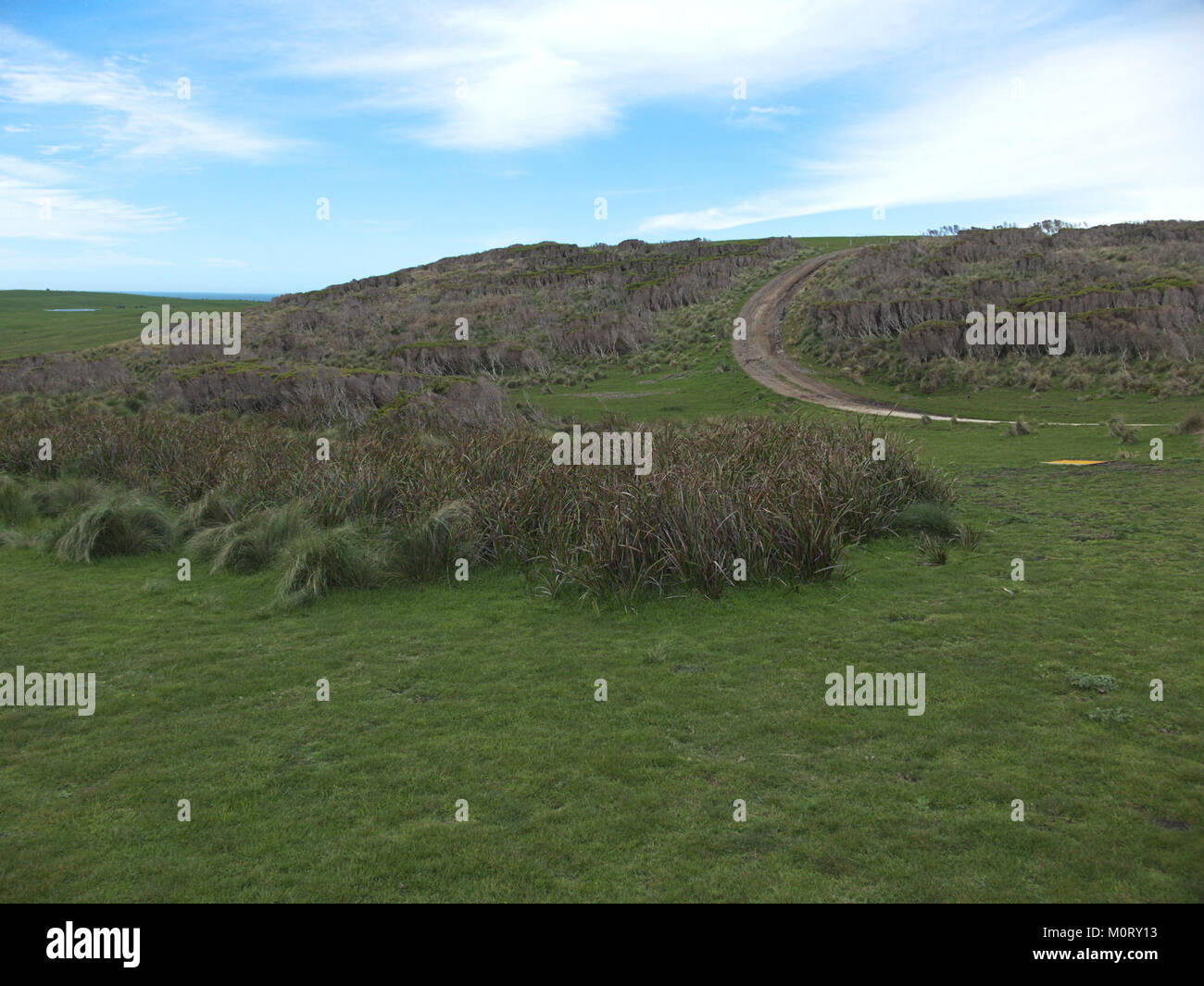 Tasmanias natural wildlife hi-res stock photography and images - Alamy