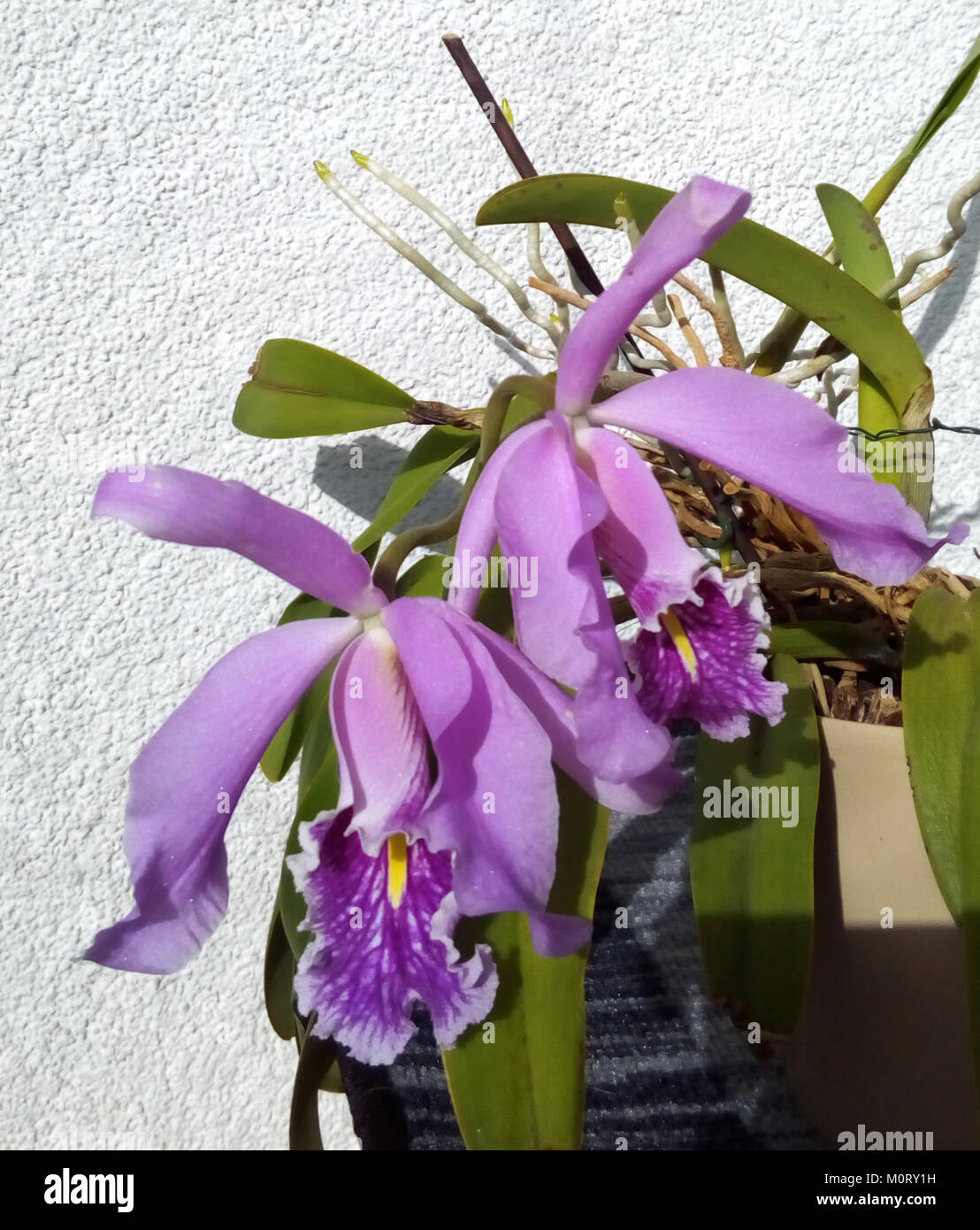 Cattleya maxima - flowers Stock Photo - Alamy